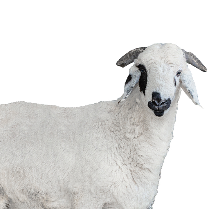 Widam - Fresh Arabic awasi Herfi Lamb/Average Weight Between 13 To 15 Kg